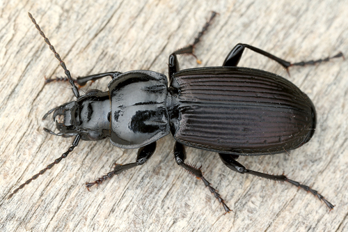Pterostichus ziegleri · iNaturalist