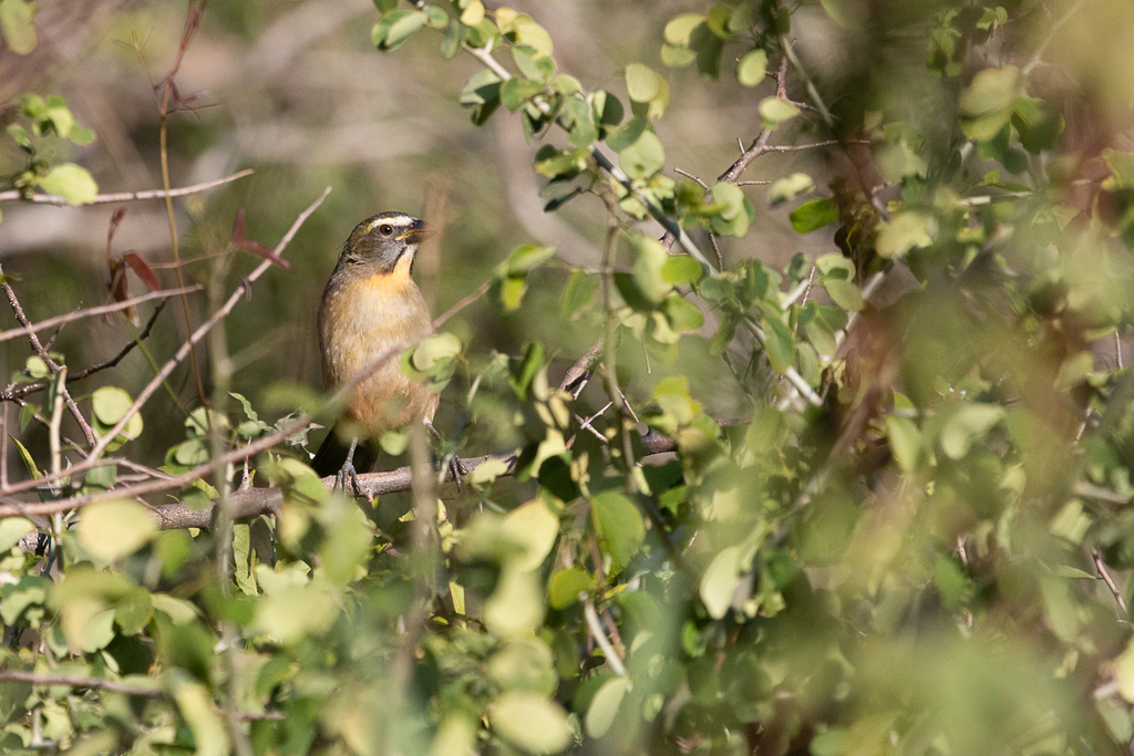 Grayish Saltator from Laishi, Formosa, Argentina on June 14, 2022 at 09 ...