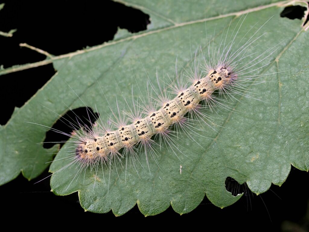 Fall Webworm Moth from 中国天津市南开区宾水西道35G4+Q2Q 邮政编码: 300391 on July 24 ...