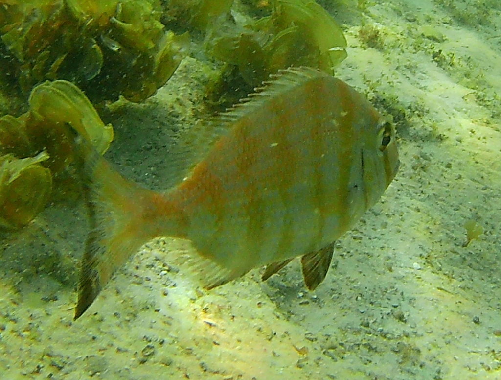 Sheepshead Porgy from Siesta Key on July 24, 2022 at 09:58 AM by Dan ...