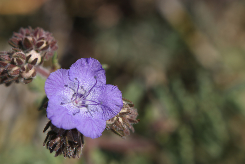 distant phacelia from San Bernardino County, CA, USA on February 26 ...