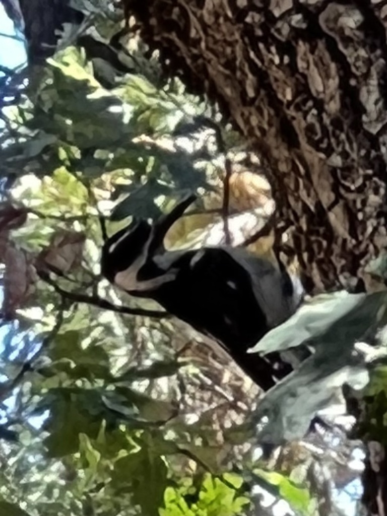 Hairy Woodpecker from Mount Shasta, CA, US on July 24, 2022 at 12:09 PM ...