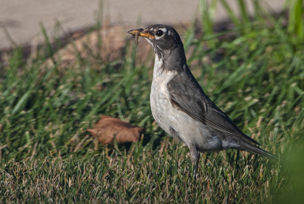 American Robin from Faircrest Rd, Washington, MI, US on July 12, 2022 ...