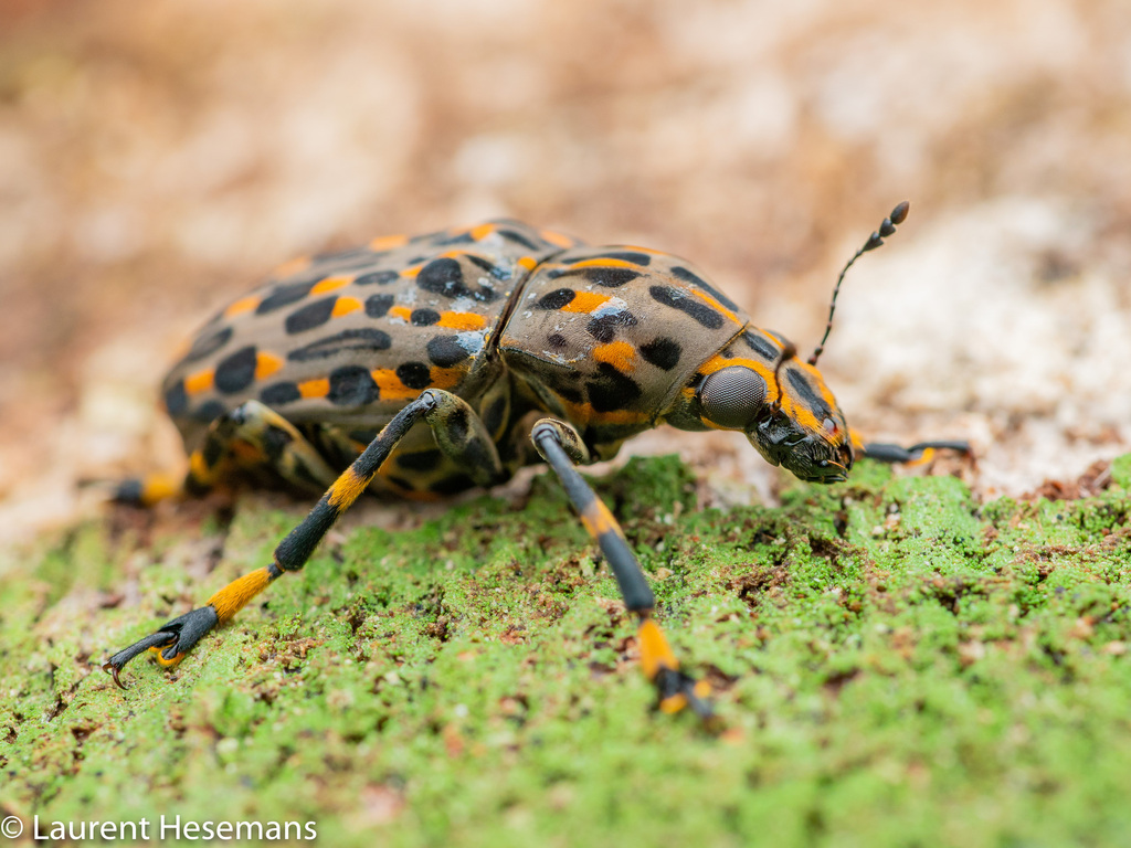 Euparius tapirus from San José Province, Pérez Zeledón, Costa Rica on ...