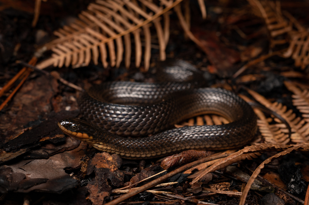 Glossy Swampsnake in July 2022 by really big frog · iNaturalist
