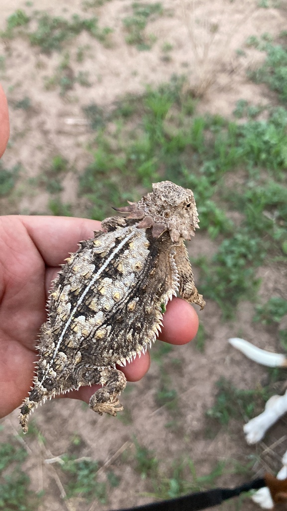 Regal Horned Lizard from Cajeme, SON, MX on July 21, 2022 at 07:16 PM ...