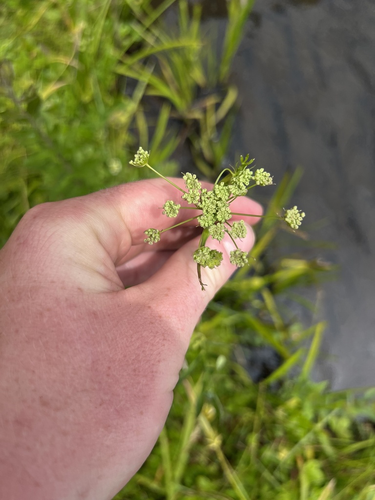 stiff cowbane in July 2022 by Kyle Klotz · iNaturalist