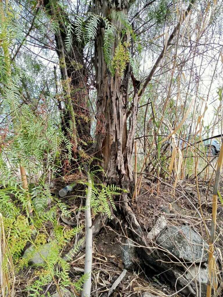 Peruvian Pepper Tree from Celaya, Gto., México on July 23, 2022 at 06: ...