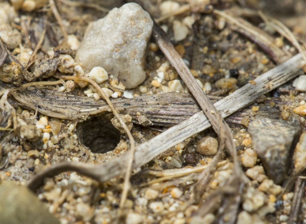 Lasioglossum apocyni in July 2022 by MaLisa Spring. wide gena, flat ...