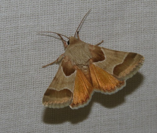 Jaguar Flower Moth (Schinia jaguarina)