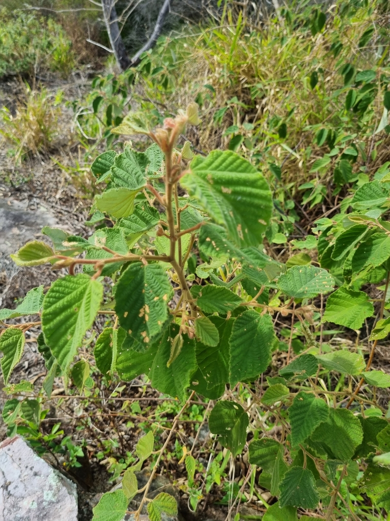 Mallow and Hibiscus Family from Mount Tinbeerwah Lookout on July 25 ...
