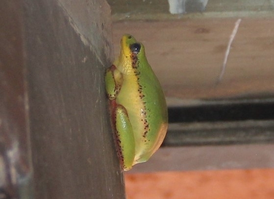 Chalky Reed Frog from APLORI on July 22, 2022 at 05:03 PM by Joseph ...