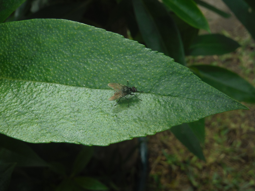 Limnophora from Elio, Cercado de Lima 15081, Perú on July 23, 2022 at ...