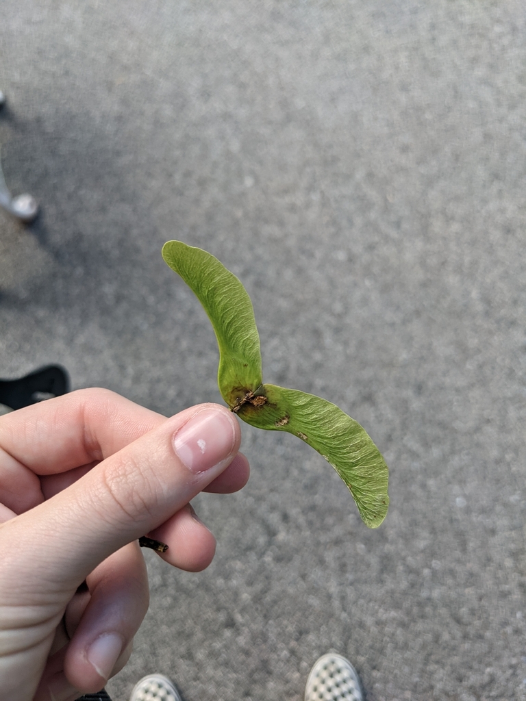 Norway maple in July 2022 by Brett · iNaturalist