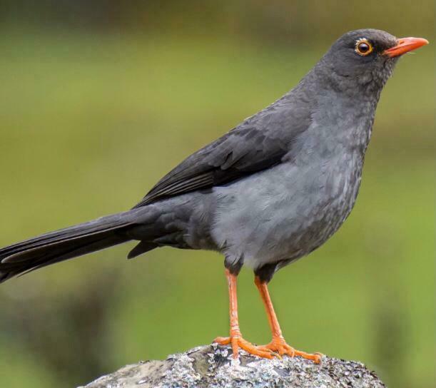 Great Thrush from Cumbayá, Quito, Ecuador on July 02, 2022 at 02:00 PM ...