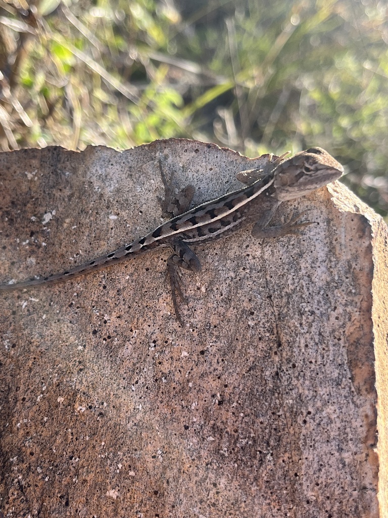 Eastern two-line Dragon from Monkhouse Rd, Douglas, QLD, AU on July 25 ...