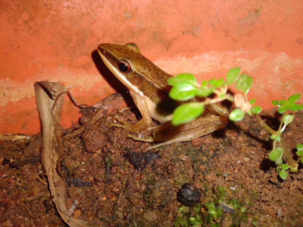 Typical Frogs from Library, Bizarre Nagara, Ponnampet, Karnataka 571216 ...