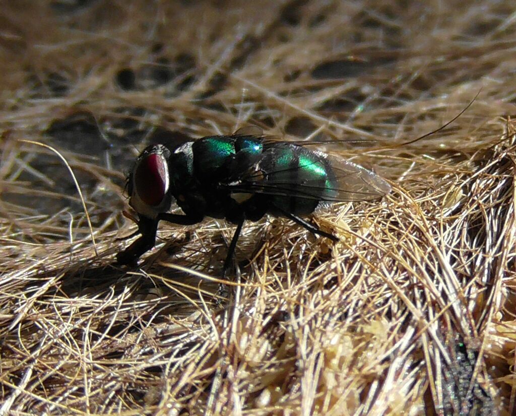 Chrysomya from Watsonville QLD 4887, Australia on July 23, 2022 at 01: ...