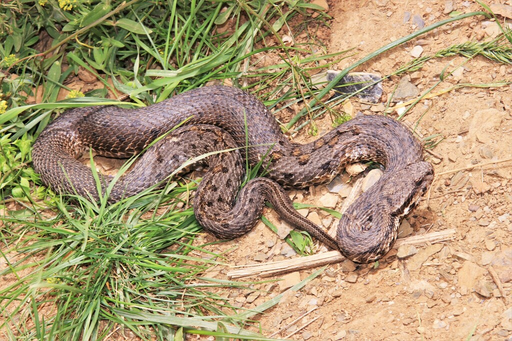 Montivipera raddei kurdistanica in May 2022 by Christian Langner ...