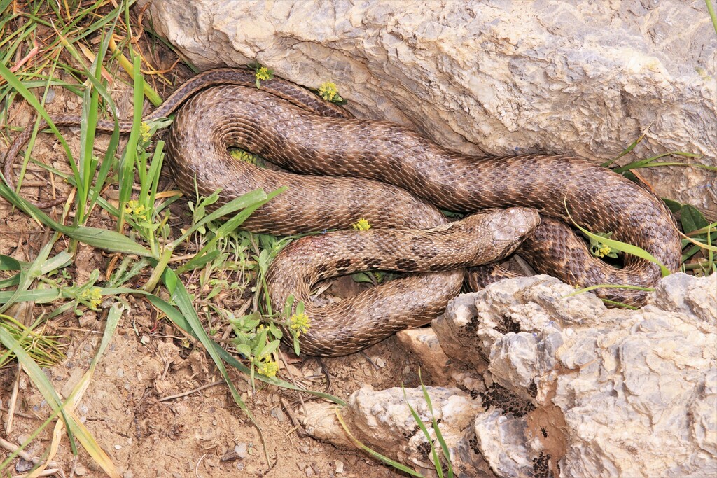 Spotted Whip Snake from Choman, Irak on May 16, 2022 at 10:48 AM by ...