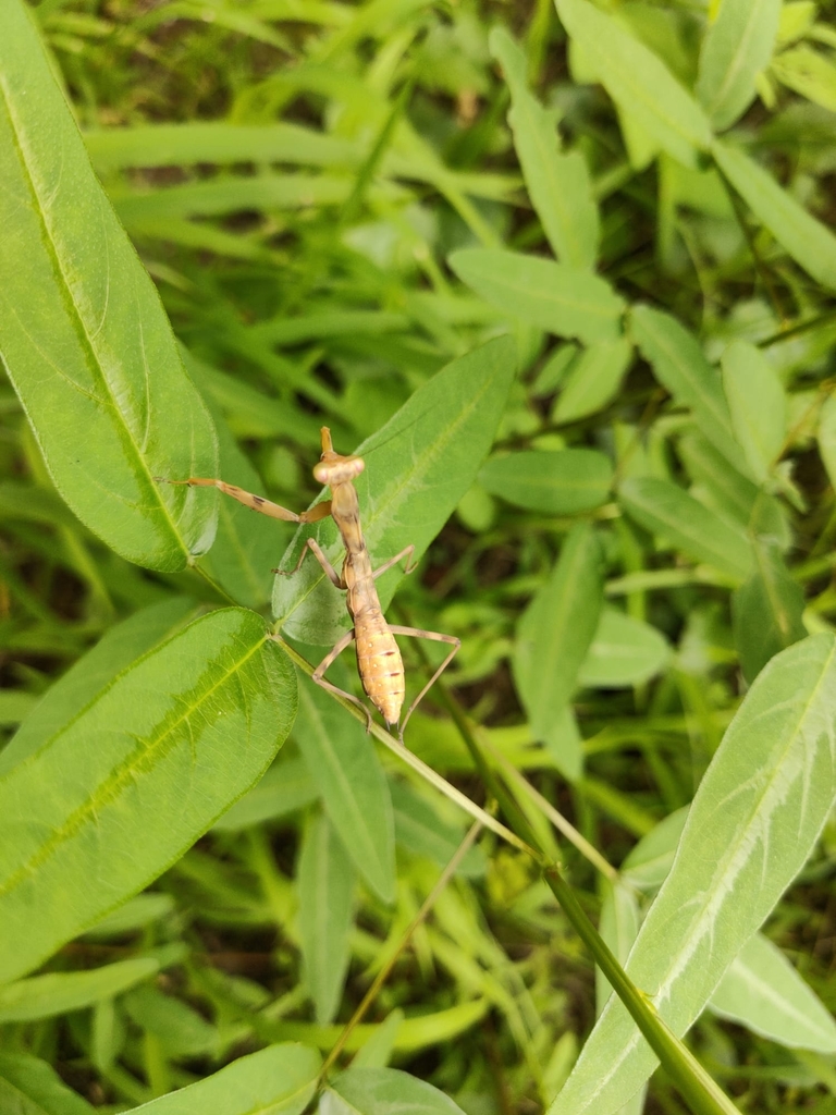 Giant Asian Mantis from Shugakuin International House on July 25, 2022 ...