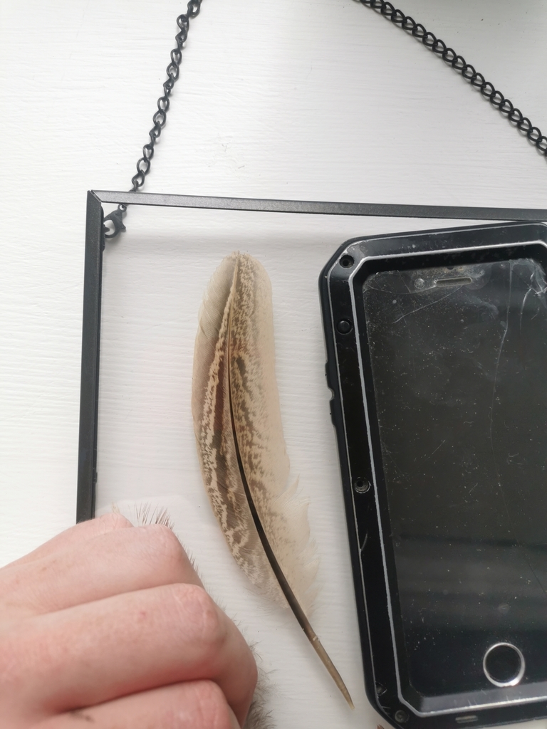 Ring-necked Pheasant from Buxton SK17 0AY, UK on July 25, 2022 at 12:03 ...