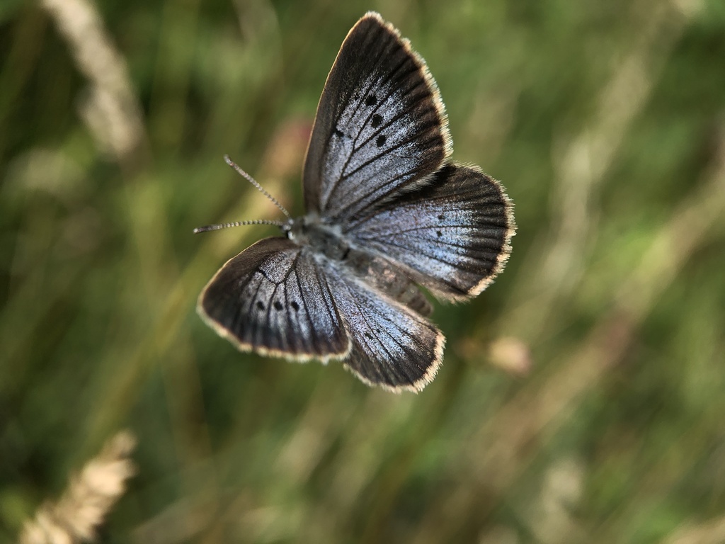Scarce Large Blue in July 2022 by Will Knox · iNaturalist
