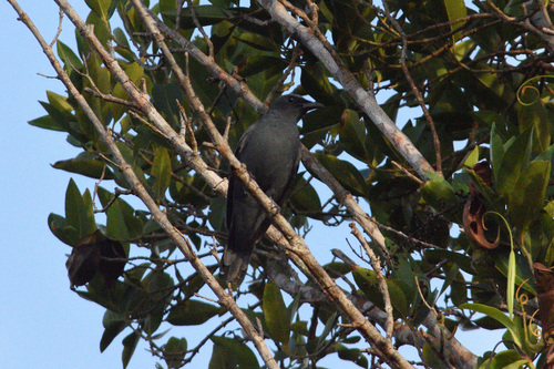 Rossel cicadabird (Edolisoma rostratum) · iNaturalist