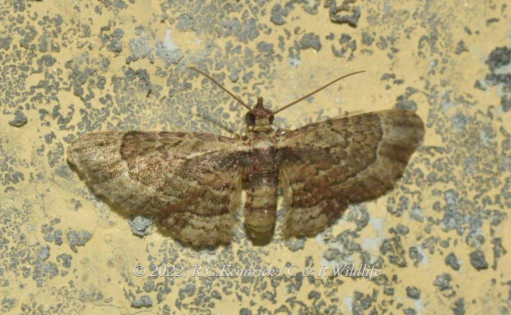 Bosara errabunda from Lam Tsuen, Hong Kong on July 24, 2022 at 12:13 AM ...