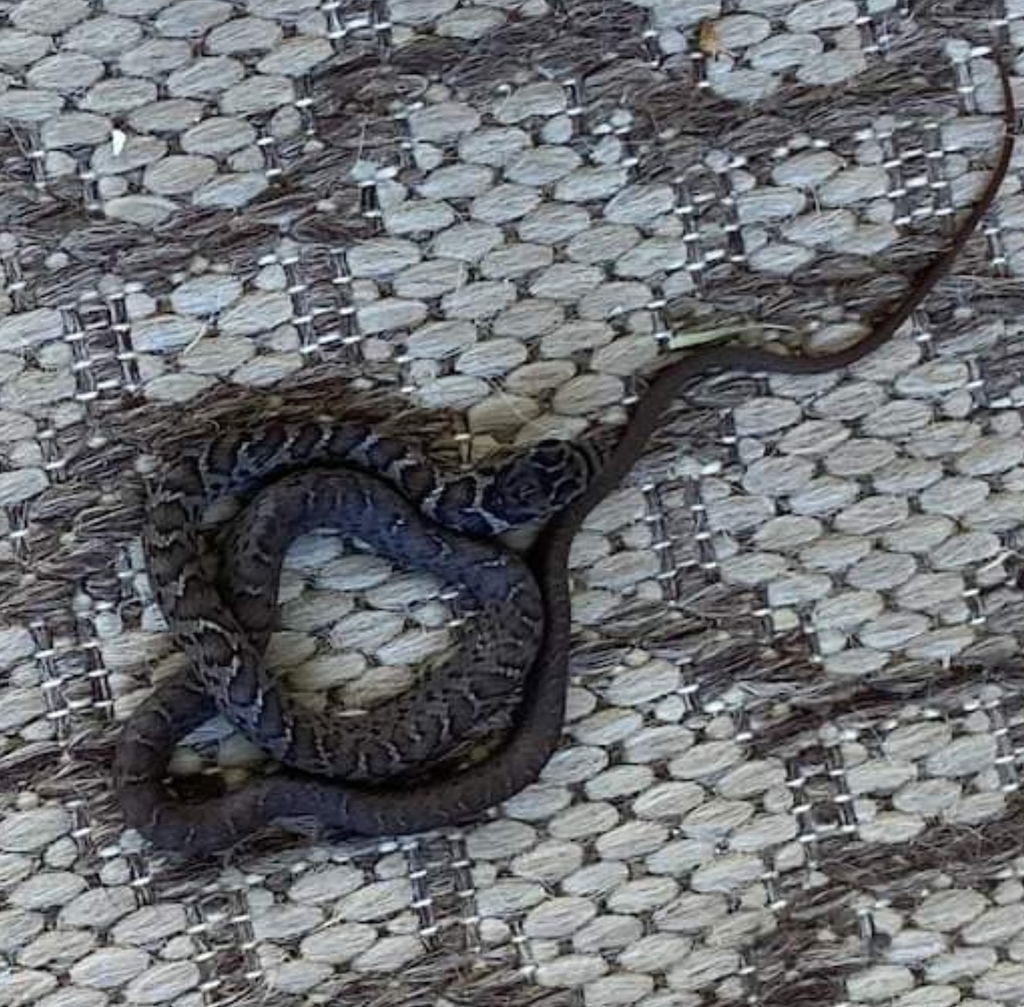 Gimkit - live learning game show