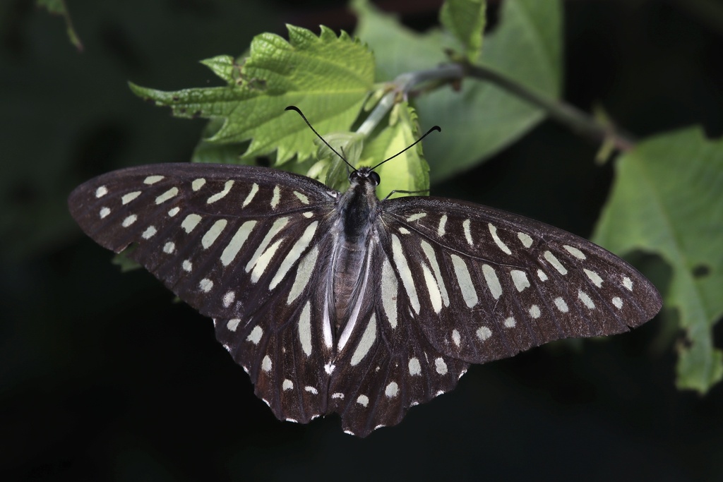 Graphium leechi from 莲都区, 丽水市, 浙江省, CN on July 25, 2022 at 12:02 PM by ...