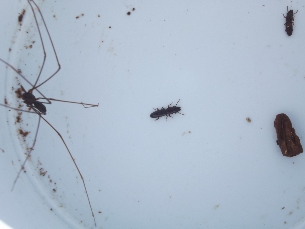 Minute Clubbed Beetles from South Cape DC, South Africa on July 08 ...