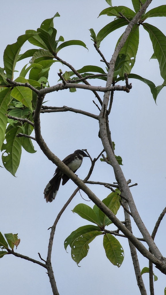 Malaysian Pied-Fantail from Khlong Toei, Bangkok, Thailand on July 23 ...