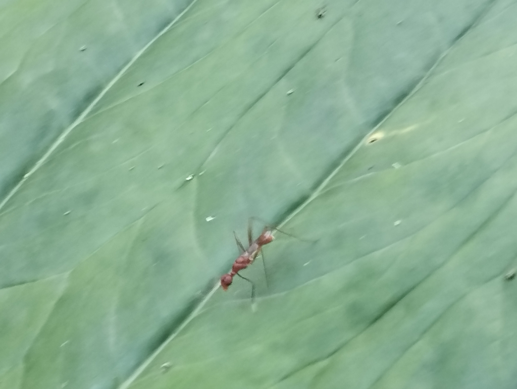 Acalyptrate Flies from 67V3+Q55, Kombathukadavu, Kerala 680732, India ...