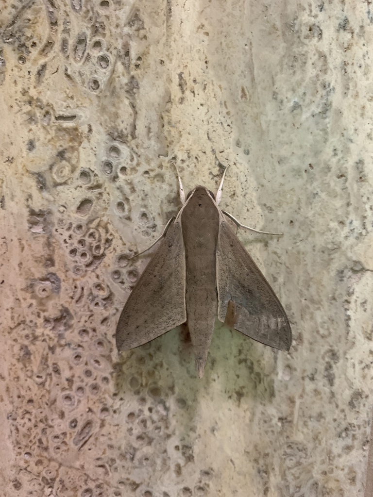 Pale Brown Hawkmoth from South Pacific Ocean, Yarrabah, QLD, AU on ...