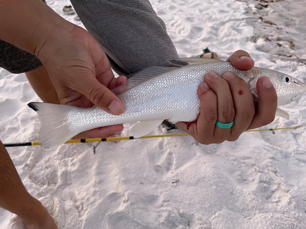 Gulf Kingcroaker from Gulf of Mexico, Santa Rosa Beach, FL, US on July ...
