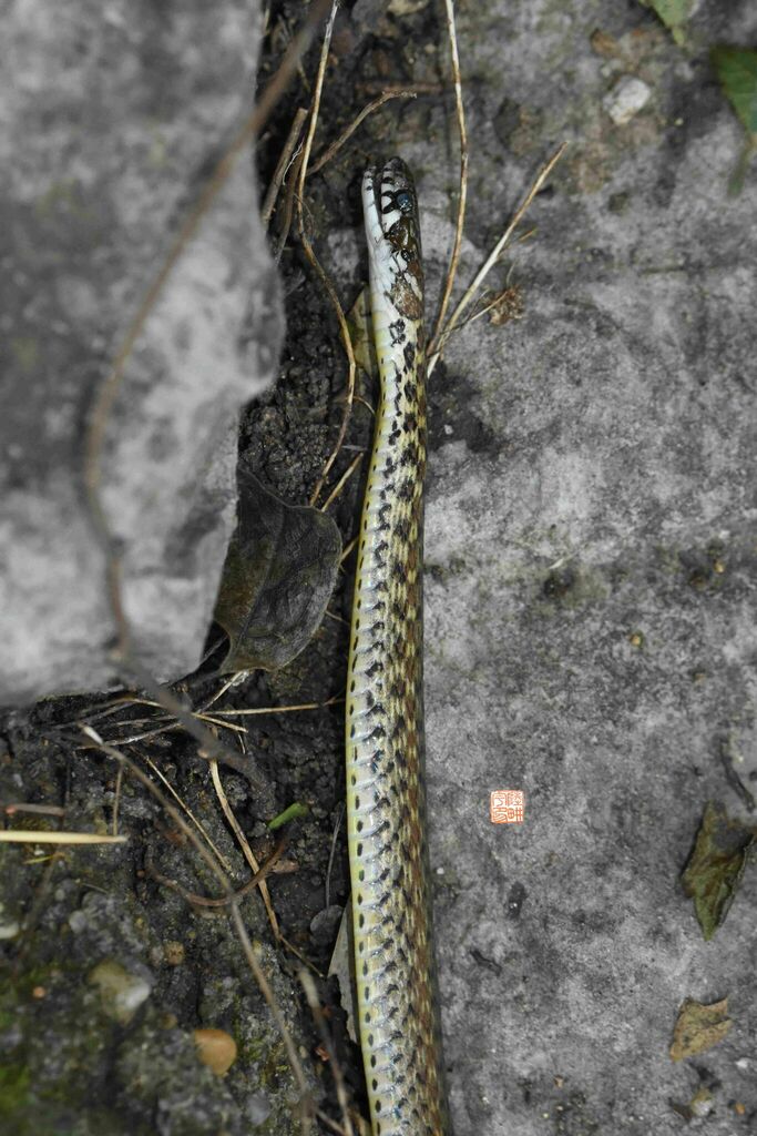 Kuatun Keelback from 中国镇江市句容市宝华山 on July 23, 2022 at 10:03 PM by 陆耕宇 ...