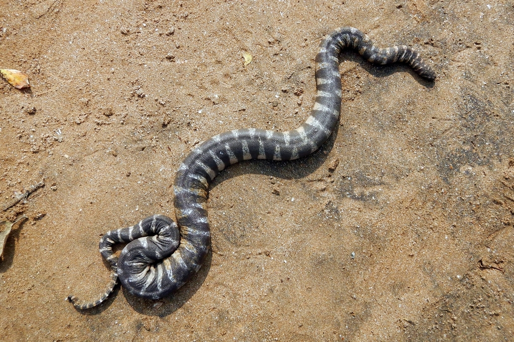 Marine File Snake from Ins Hamla, Marve, Mumbai, Maharashtra, India on ...