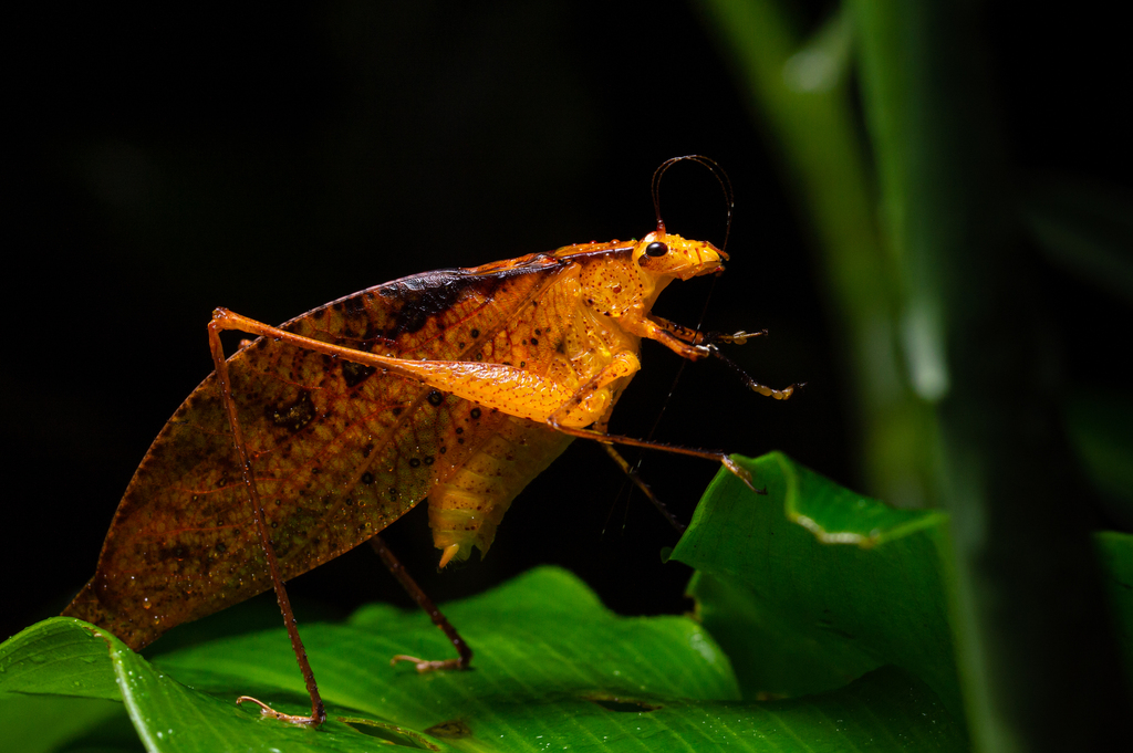 Orophus from Valle de Las Minas, Hornito, Panama on October 14, 2021 at ...
