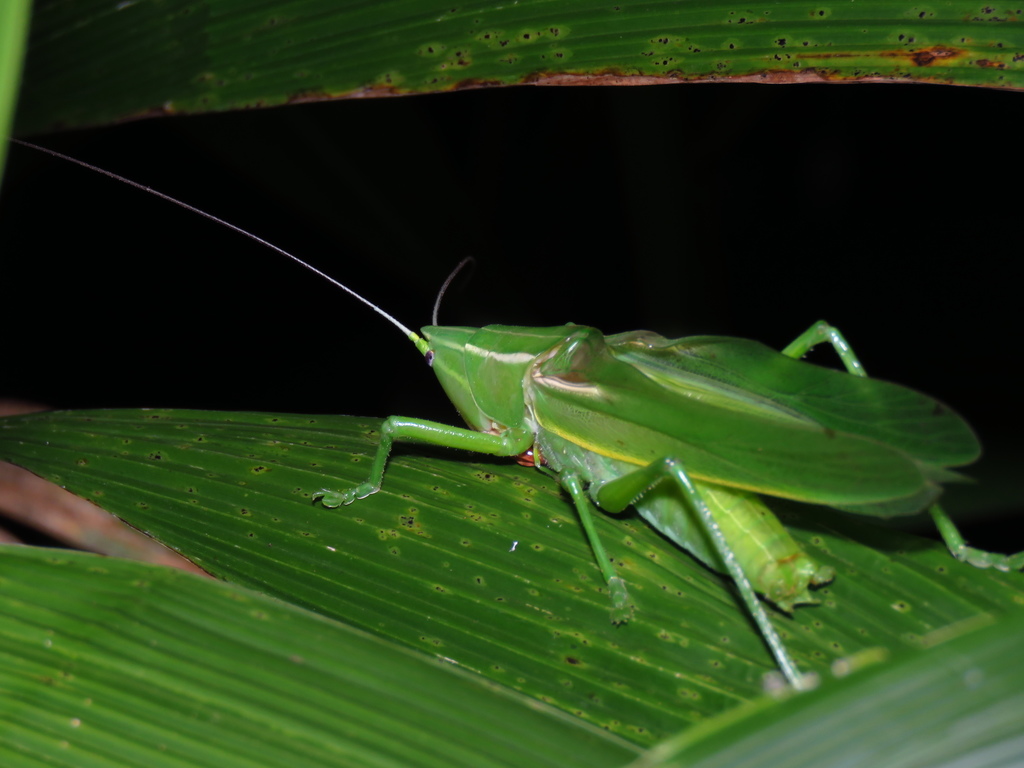 Pseudorhynchus gigas from 台灣新北市 on August 28, 2017 at 08:22 PM by Po ...