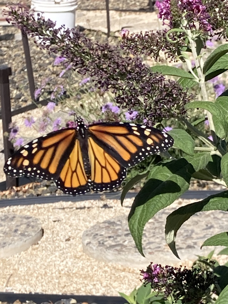 Monarch from Brook Dr, Buhl, ID, US on July 24, 2022 at 10:09 AM by ...