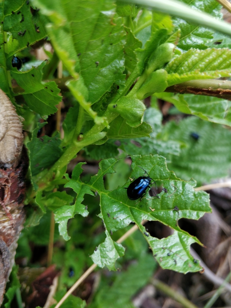 Beetles from 74330 La Balme-de-Sillingy, France on July 25, 2022 at 03: ...