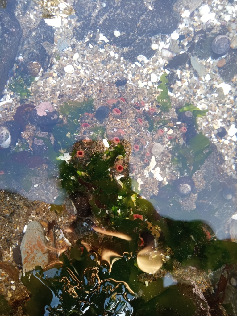 Pyura chilensis from Tomé, Bío Bío, Chile on June 11, 2021 at 04:27 PM ...