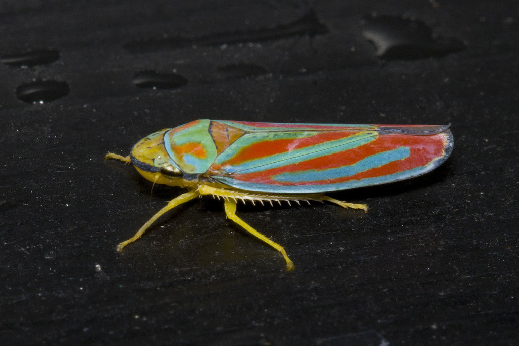 Red-banded Leafhopper from 6 Meaford Ave, Etobicoke, ON M8V 2H5, Canada ...
