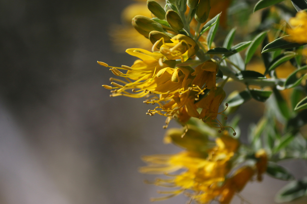Bladderpod from Riverside County, CA, USA on March 12, 2015 at 12:08 PM ...