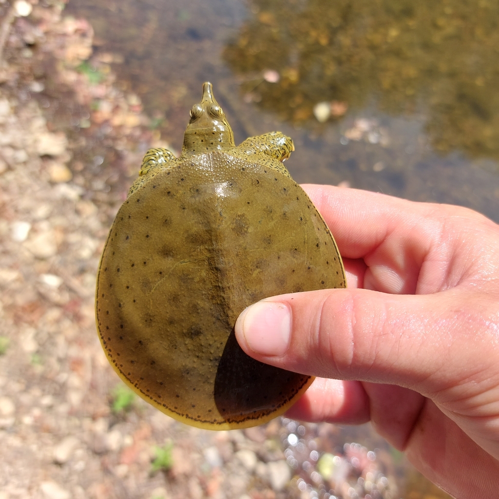 Eastern Spiny Softshell from Johnson, AR, USA on July 25, 2022 at 11:38 ...