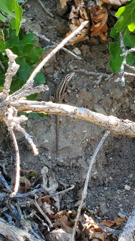 Common Sagebrush Lizard from Eden, UT 84310, USA on July 25, 2022 at 10 ...