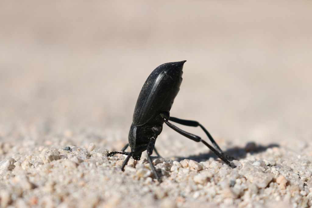 Desert Stink Beetles from Rimrock Rd, California, USA on March 29, 2015 ...