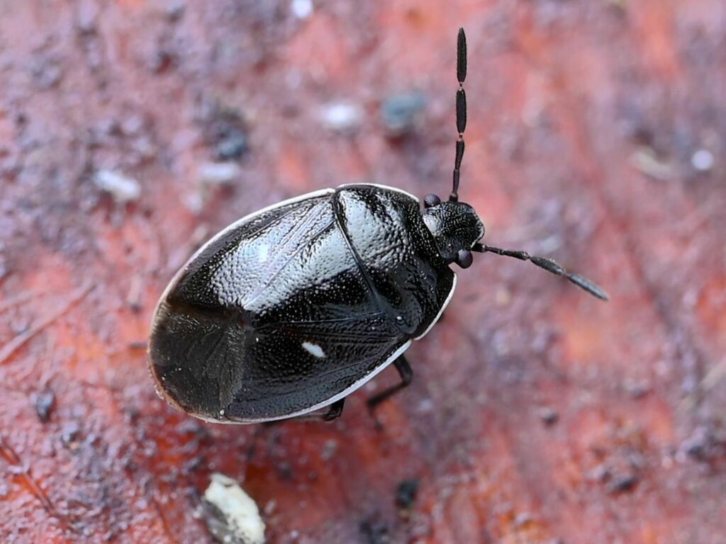 Adomerus rotundus from 中国天津市南开区宾水西道35G4+Q2Q 邮政编码: 300391 on July 25 ...