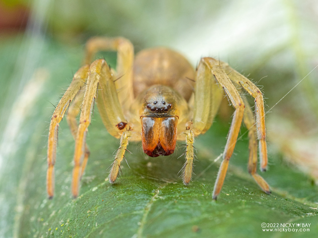 Ghost Spiders from Bellavista Lodge Km 62 Ruta Antigua Nono, Tandayapa ...